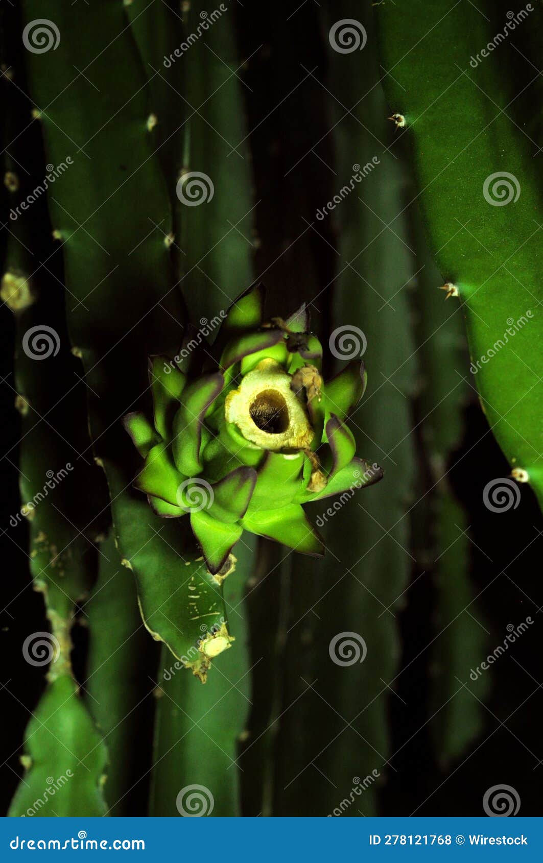 Dragon Fruit Flower Blooming on a Tall Tree Stalk Stock Photo - Image ...