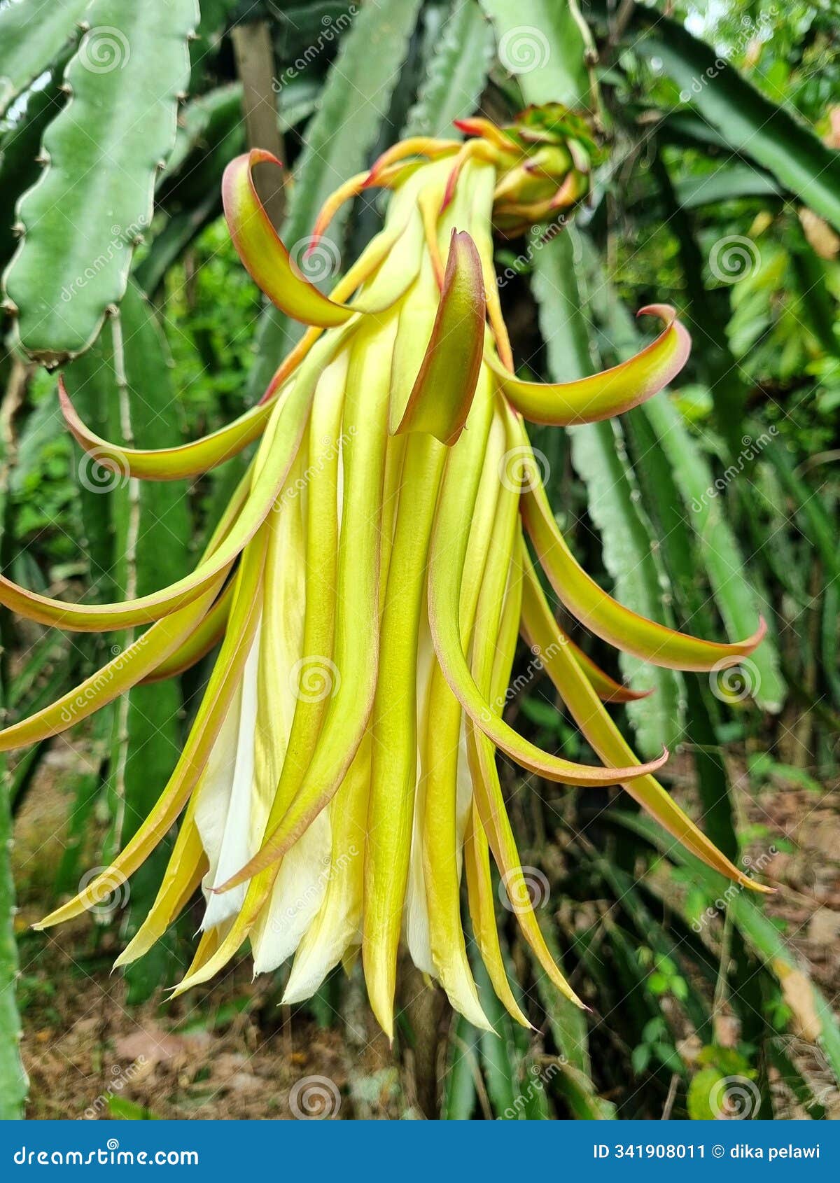 Dragon fruit flower blooms stock image. Image of farmlife - 341908011
