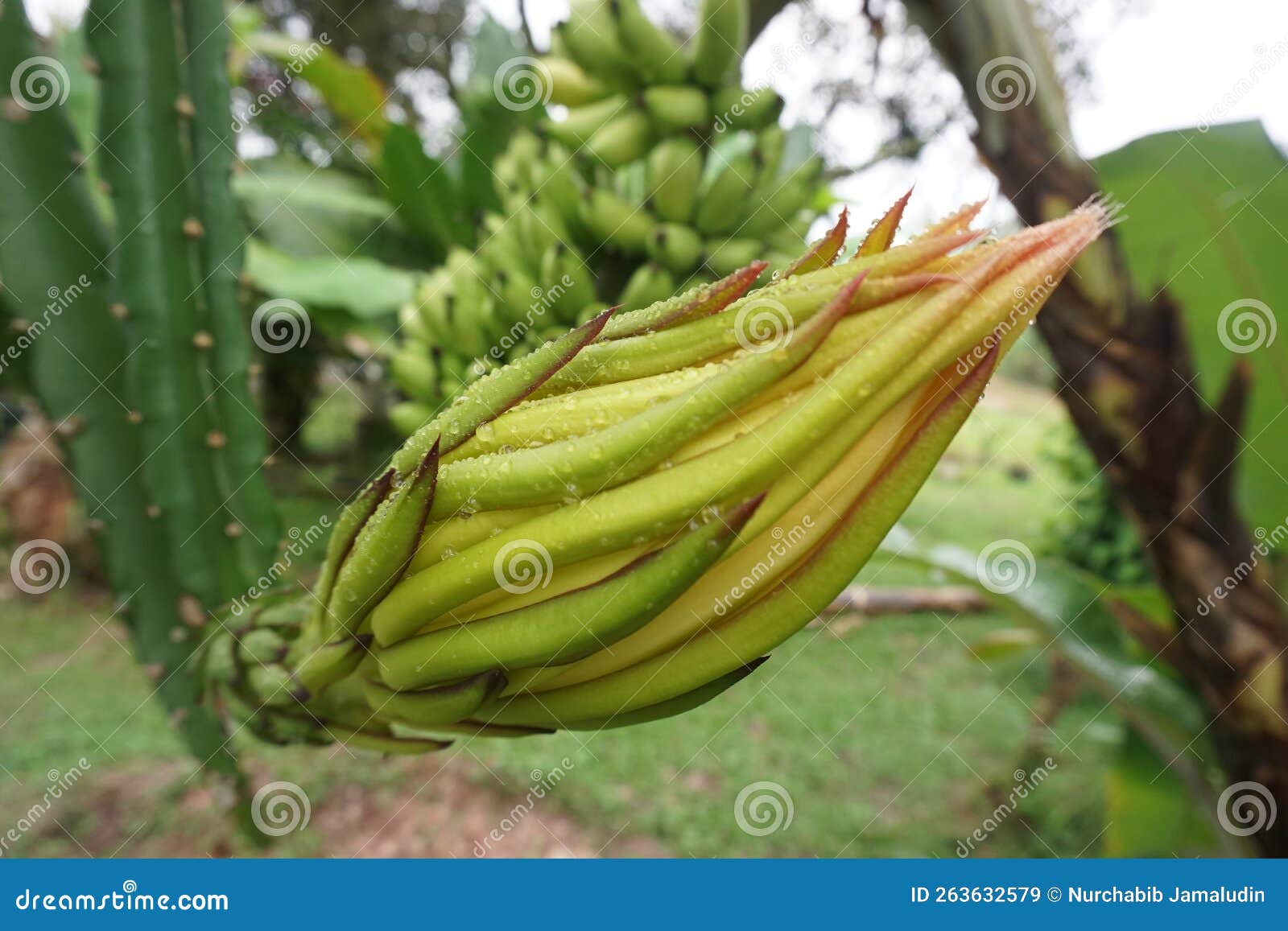 Dragon fruit flower buds stock image. Image of plant - 263632579