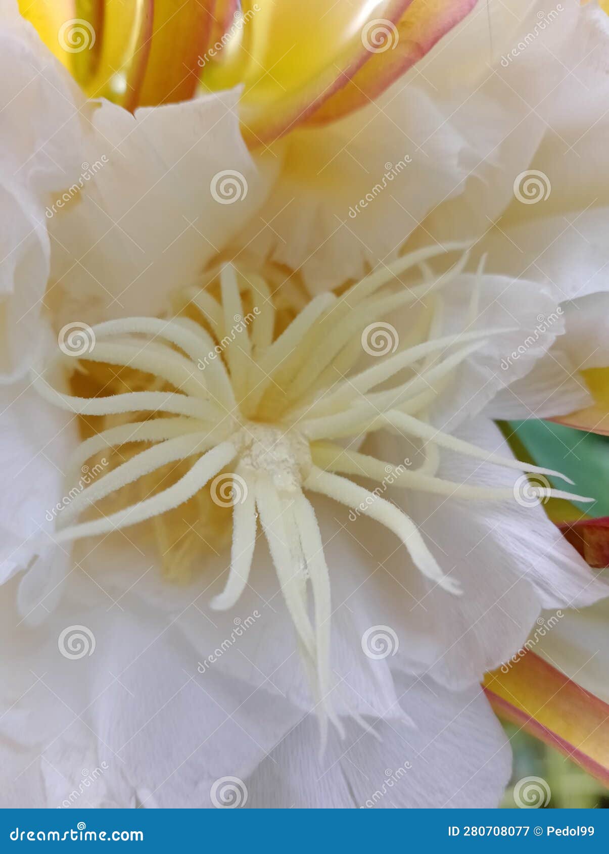 Dragon fruit flower stock image. Image of produce, flower - 280708077 Dragon fruit flower stock image. Image of produce, flower - 280708077