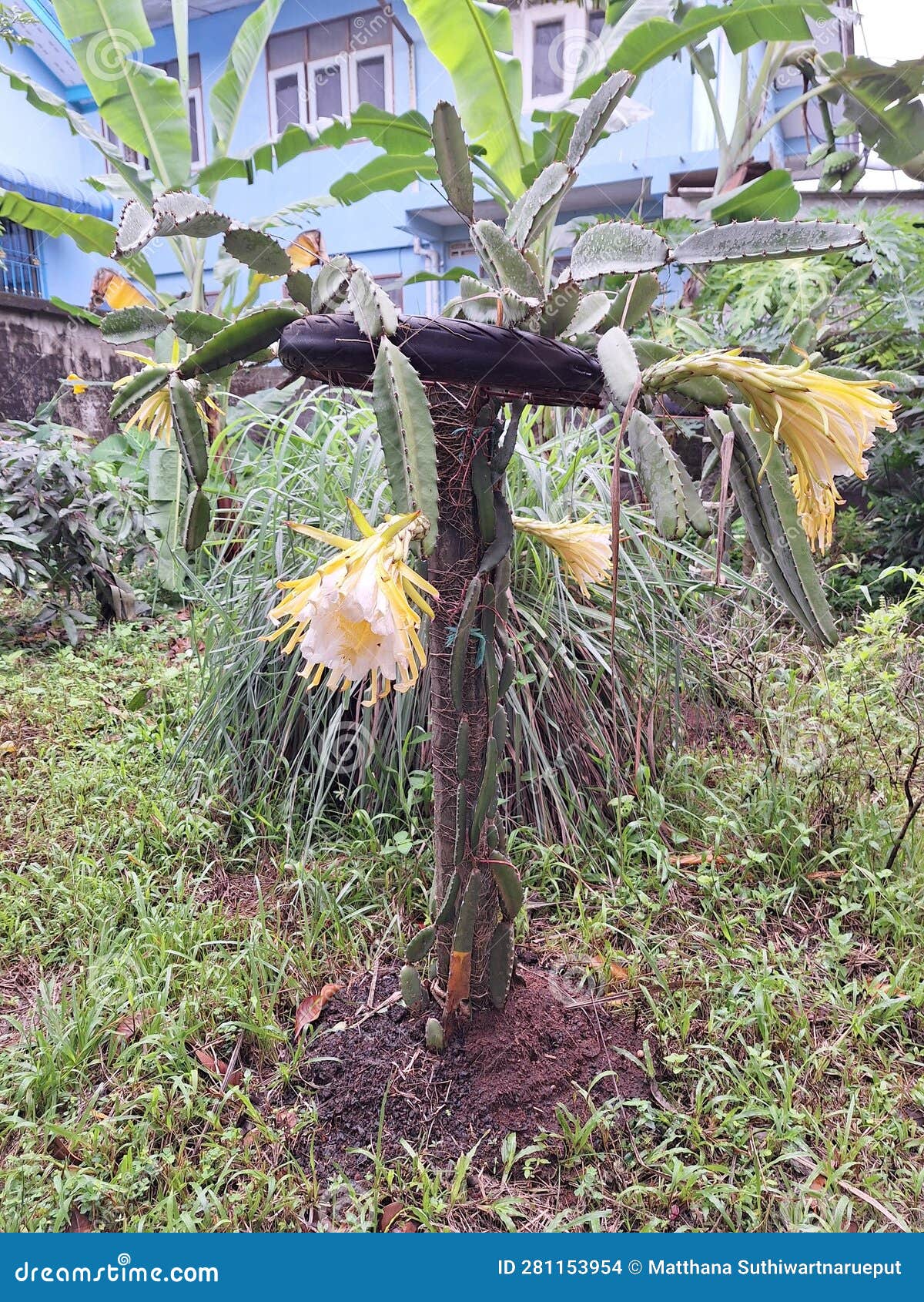 Dragon fruit flower stock photo. Image of forest, shrub - 281153954 Dragon fruit flower stock photo. Image of forest, shrub - 281153954