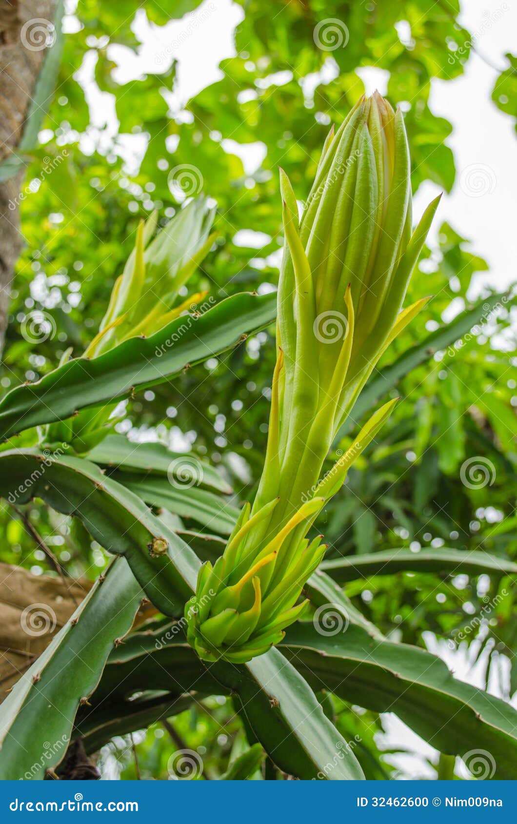 Dragon fruit flower stock photo. Image of dragon, south - 32462600
