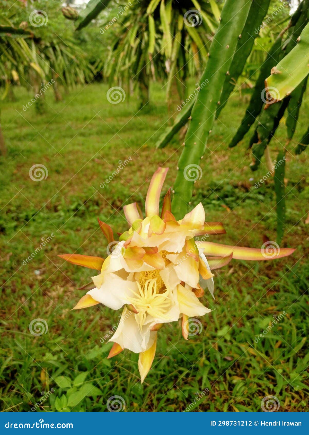 Dragon fruit flower stock photo. Image of morning, garden - 298731212