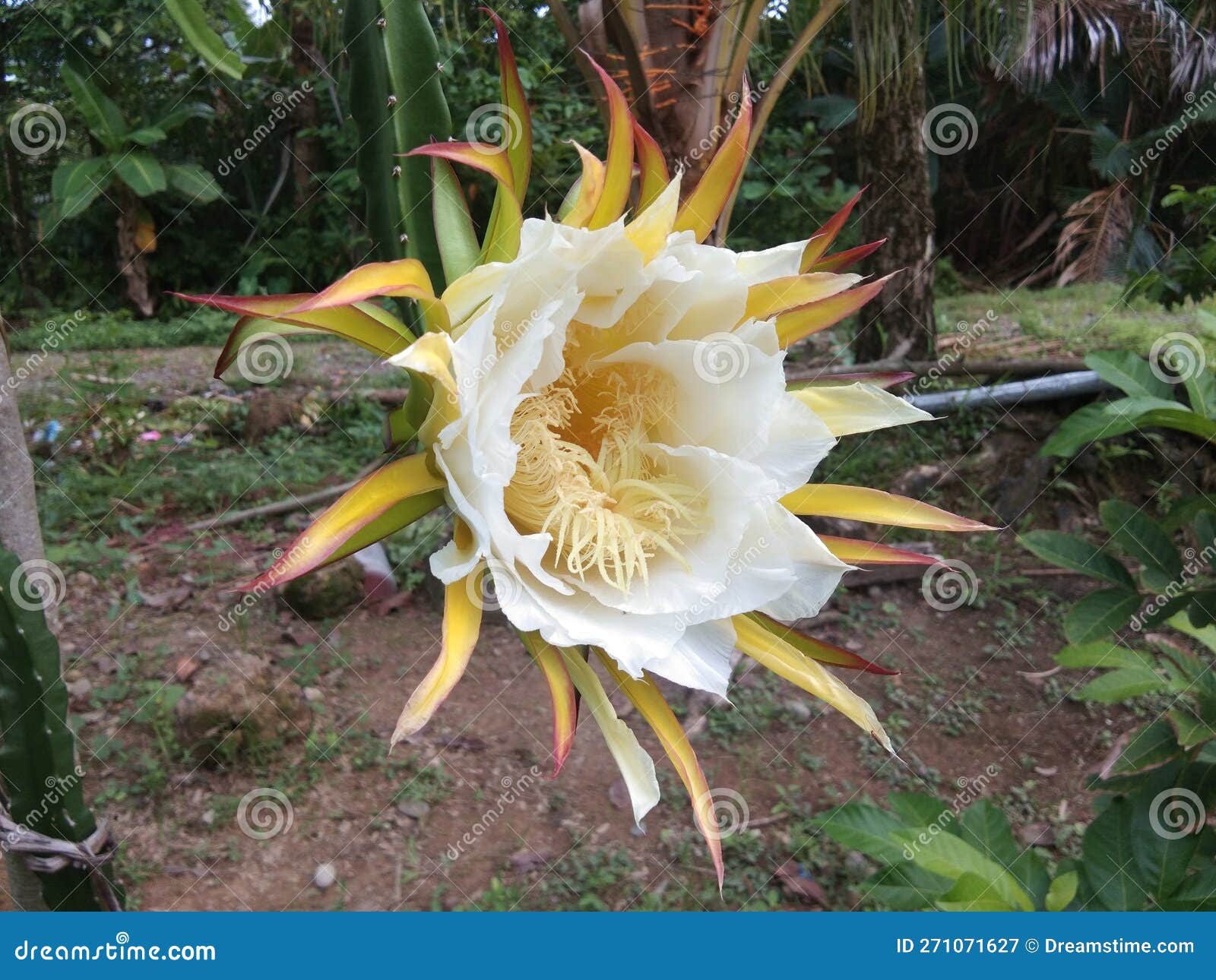 Dragon Fruit Flower stock image. Image of fruit, flowers - 271071627