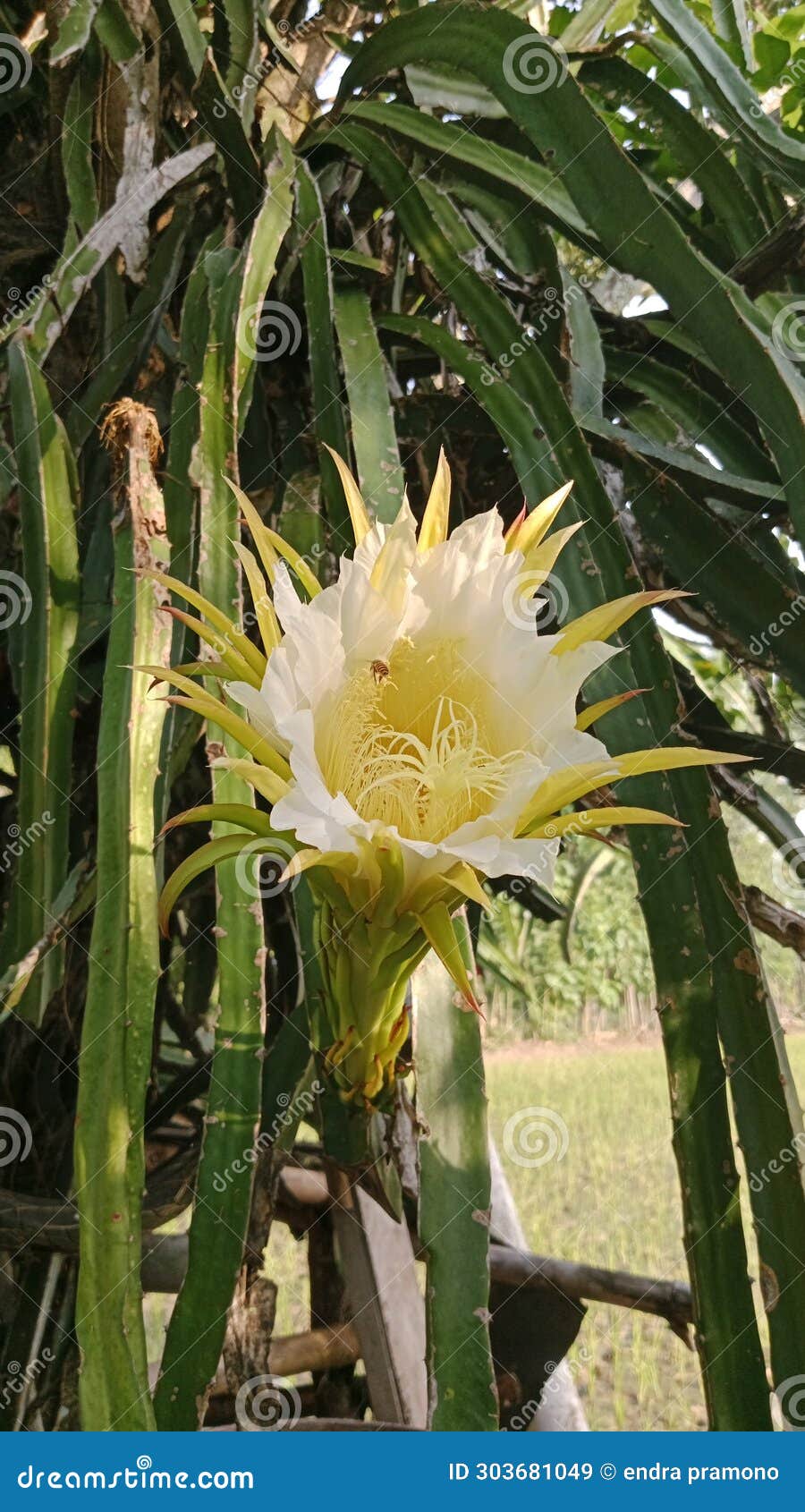 Dragon Fruit Flowers are Blooming Stock Image - Image of flowers, fruit ...