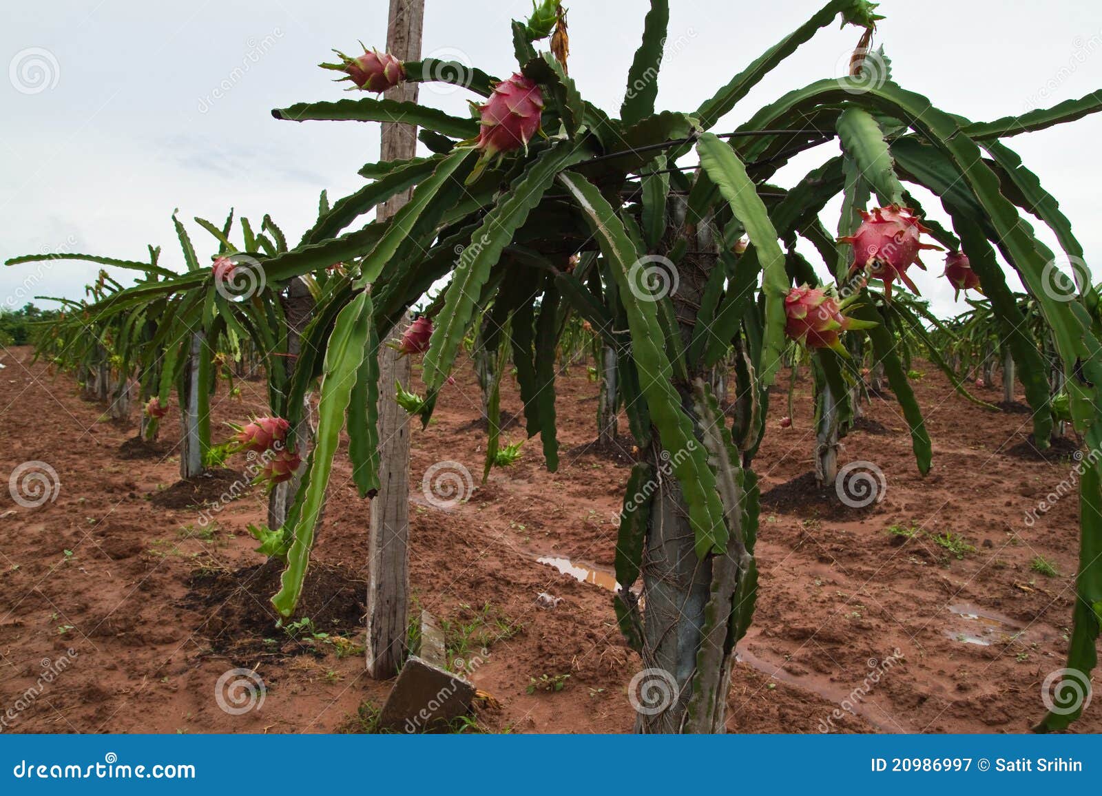 The Dragon fruit garden stock image. Image of fresh, tropical - 20986997