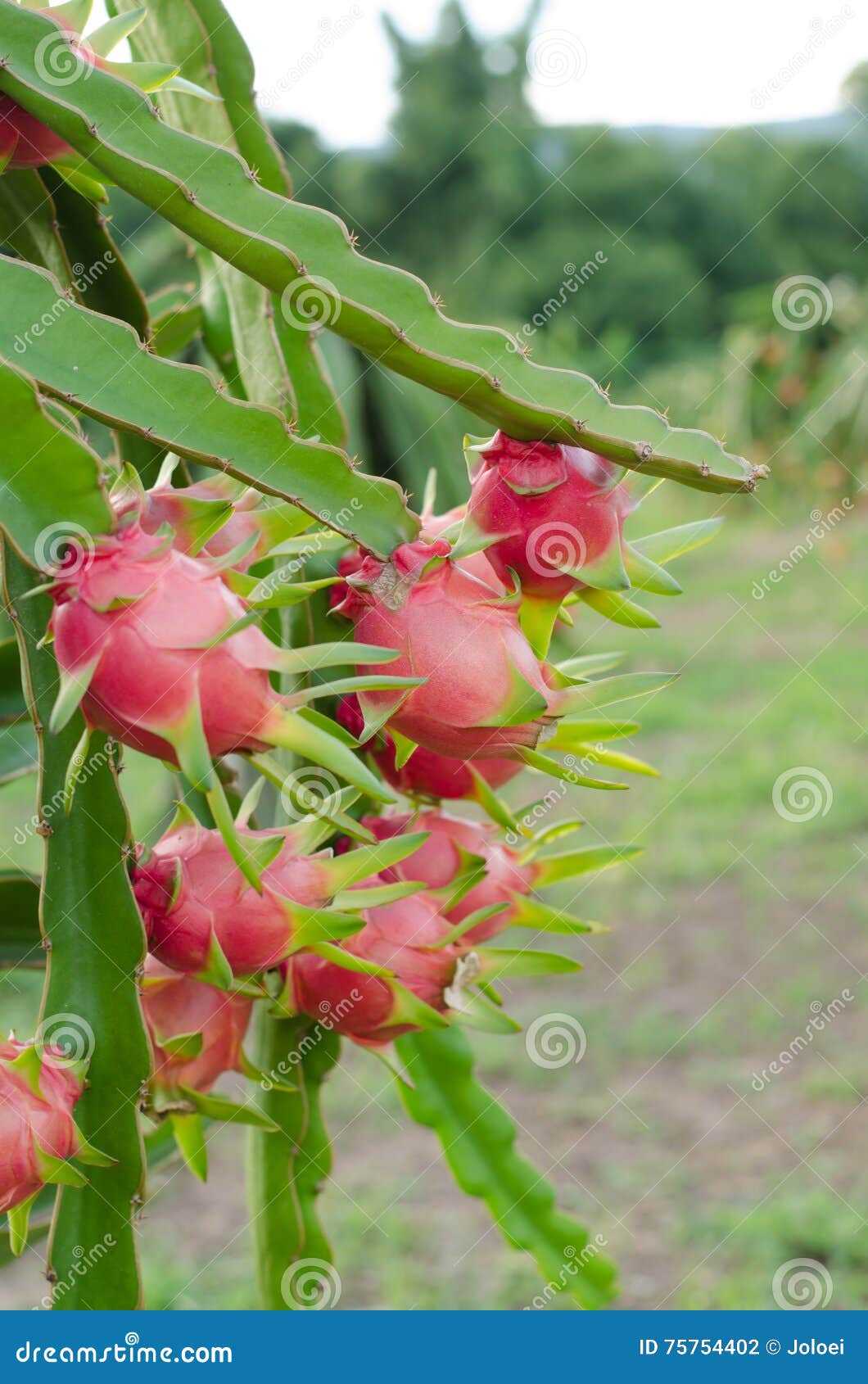 Dragon fruit garden stock photo. Image of eating, green - 75754402