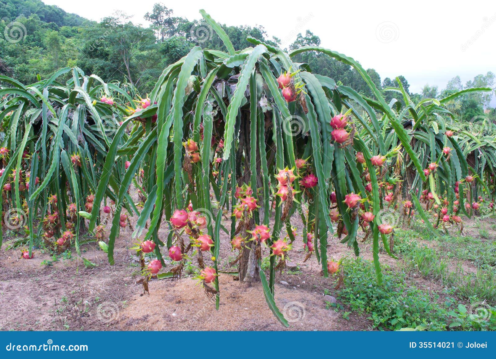 Dragon fruit garden stock image. Image of nutritious - 35514021