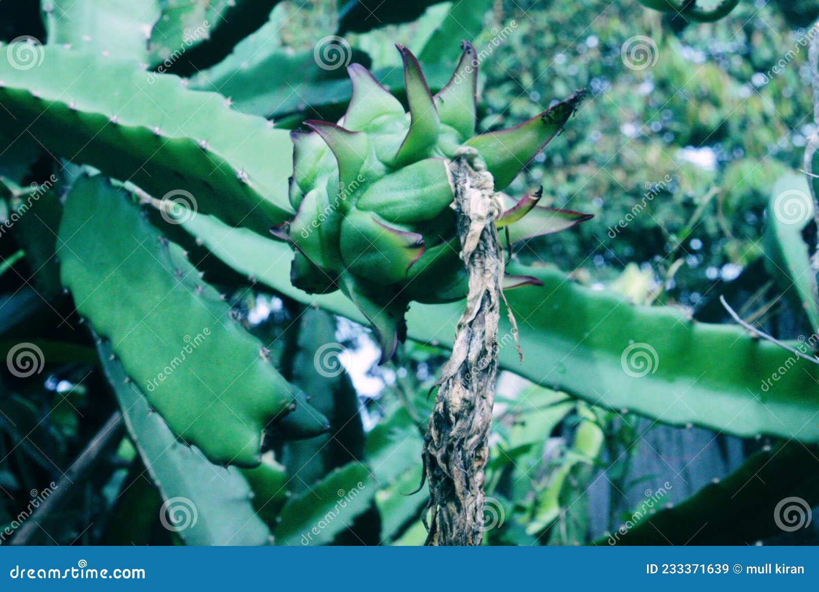 Dragon Fruit that is Growing Waiting To Ripen Stock Image - Image of ...