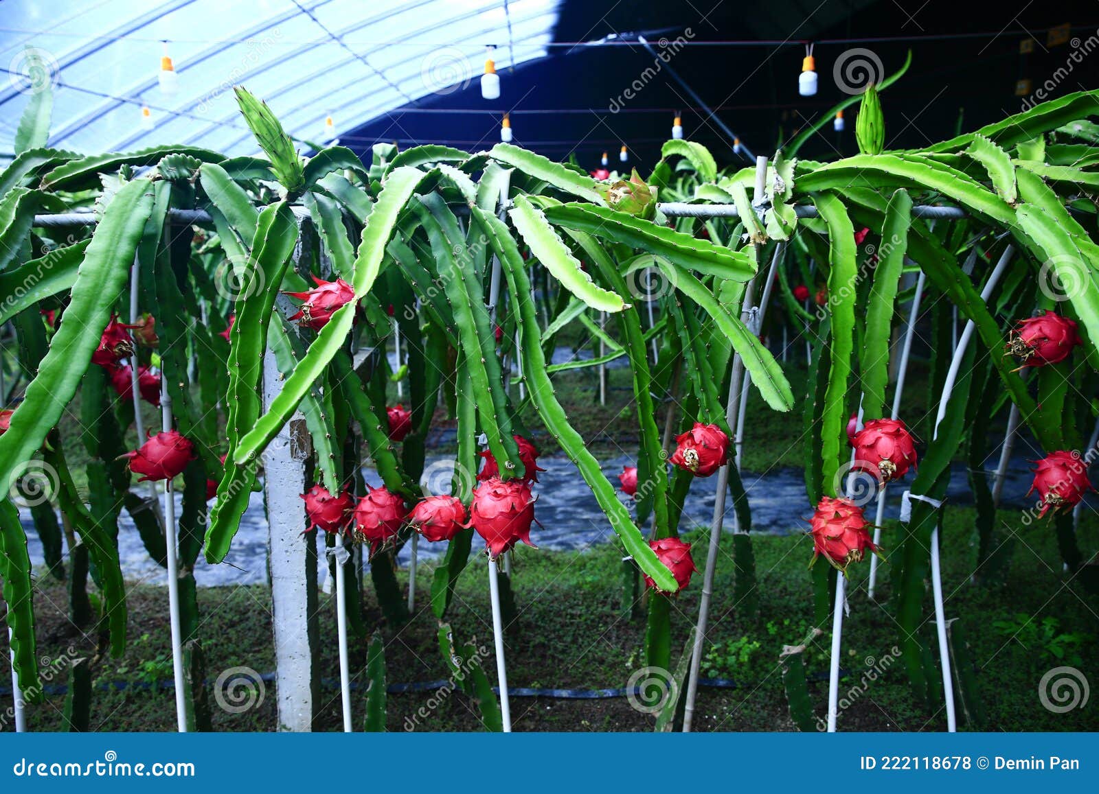 Dragon Fruit Hanging in a Tree Stock Photo - Image of pitaya, healthy ...