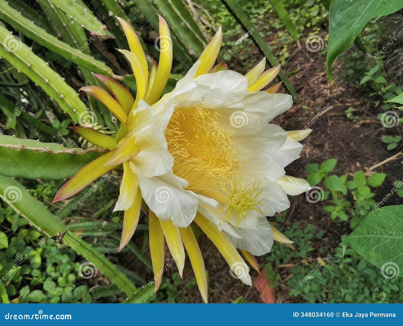 Dragon Fruit Petal and Flower on the Tree at Plantation Stock Photo ...