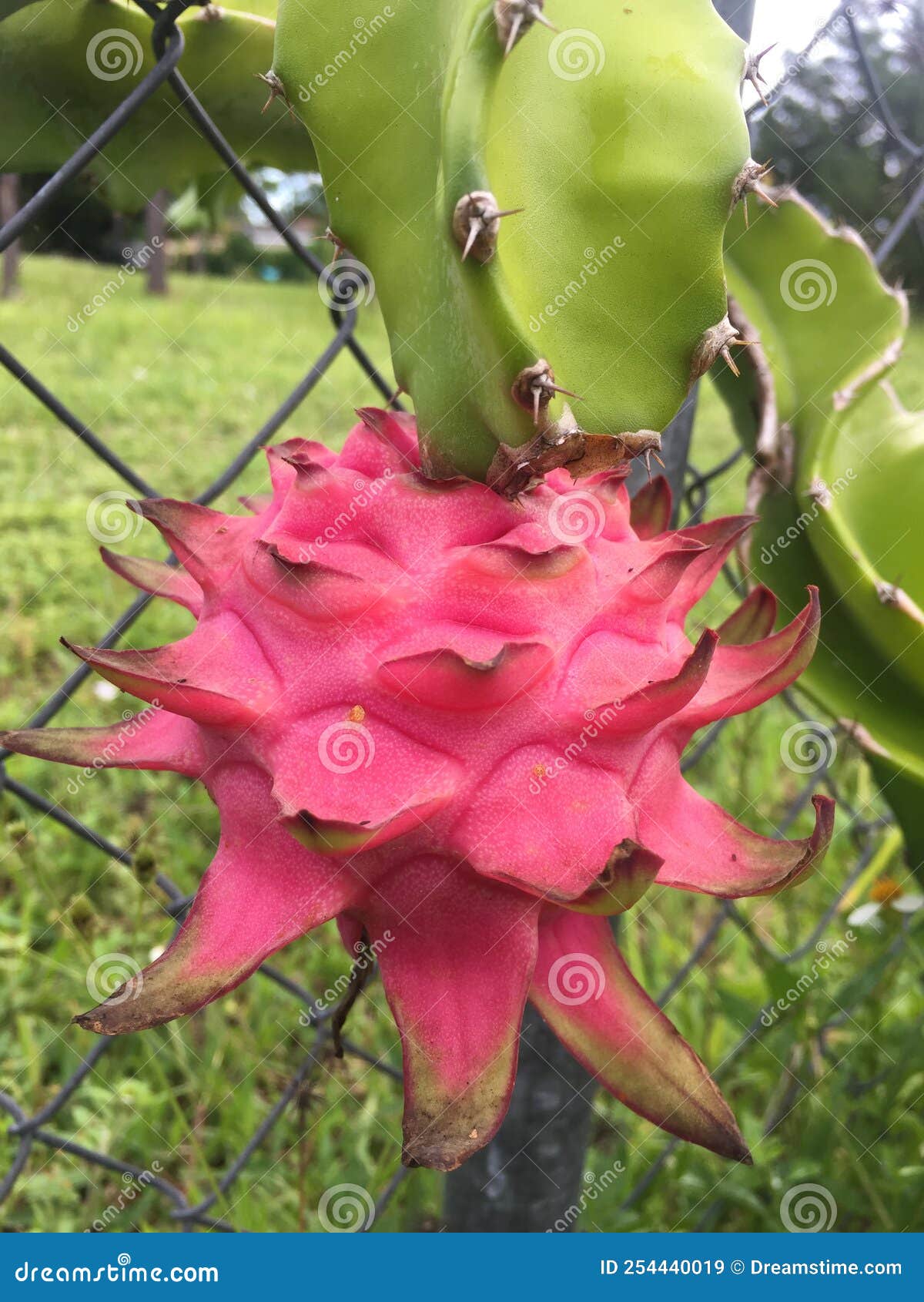 Dragon fruit stock image. Image of tropics, pink, dragon - 254440019