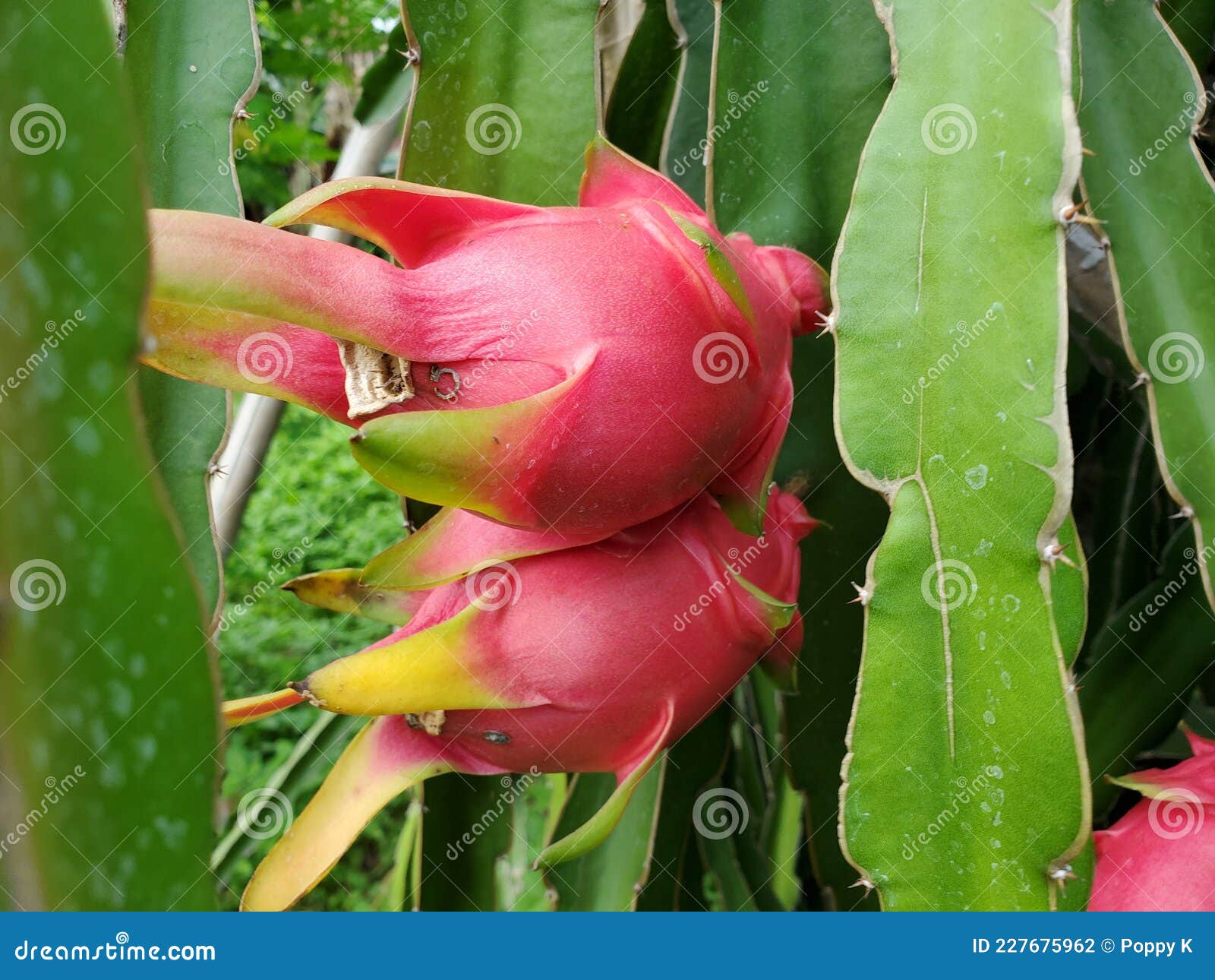 Dragon Fruit or Pitaya Fruit. Stock Photo - Image of farm, tropical ...