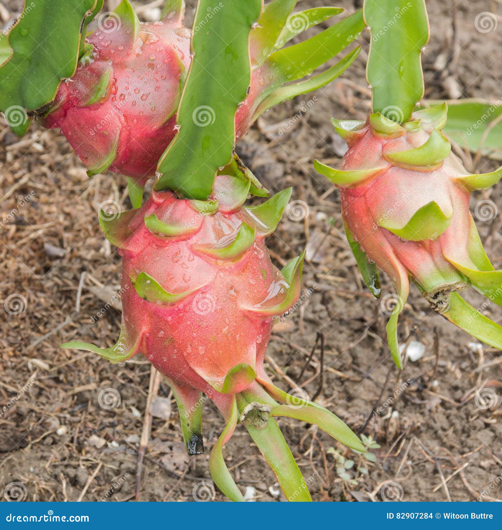 Dragon Fruit,Pitaya on Tree Stock Photo - Image of green, climber: 82907284