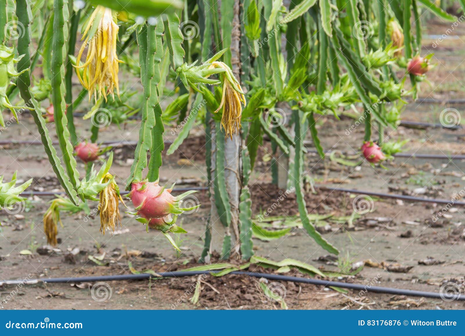 Dragon Fruit,Pitaya on Tree Stock Photo - Image of farm, dragon: 83176876