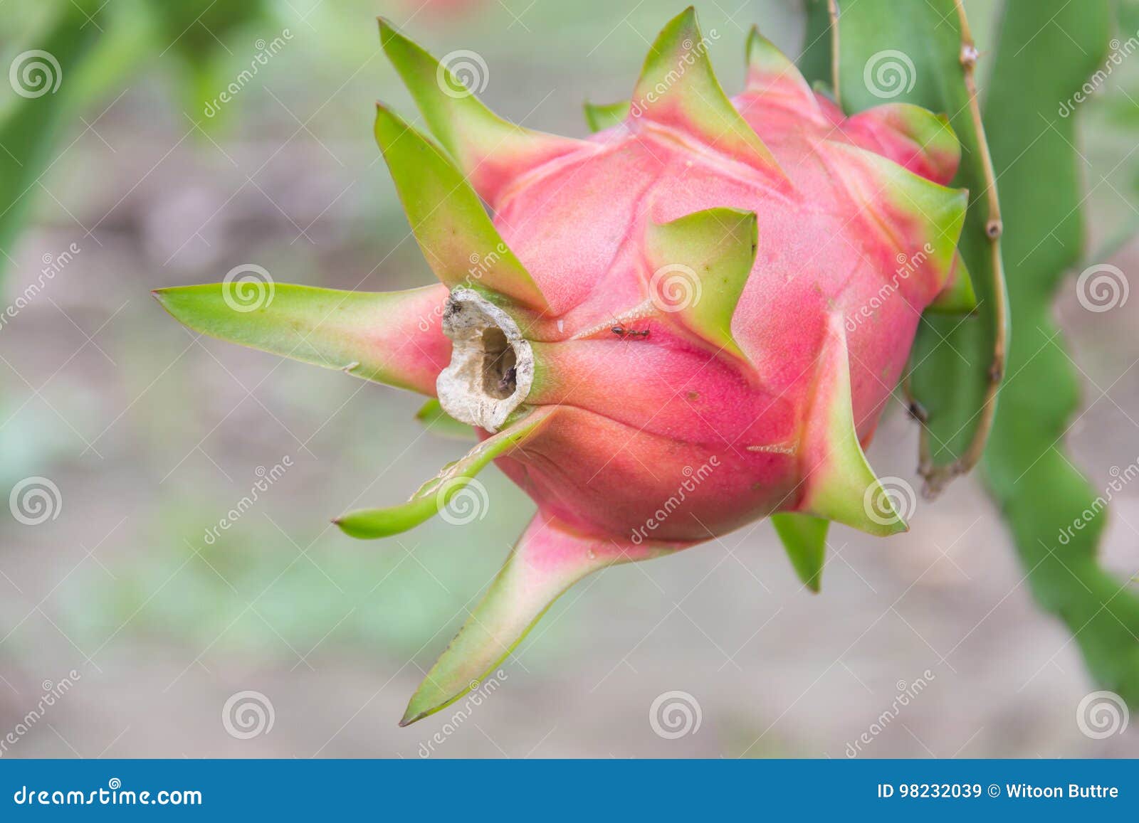 Dragon Fruit,Pitaya on Tree Stock Image - Image of cactus, leaf: 98232039