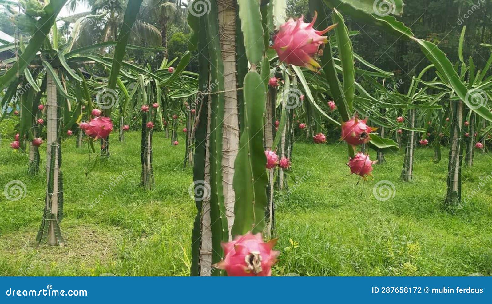 Dragon Fruit or Pitaya on Tree in the Garden, Thailand. Stock Photo ...