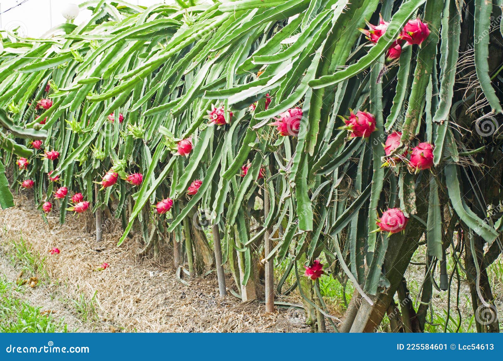Dragon fruit plantation stock image. Image of harvesting - 225584601