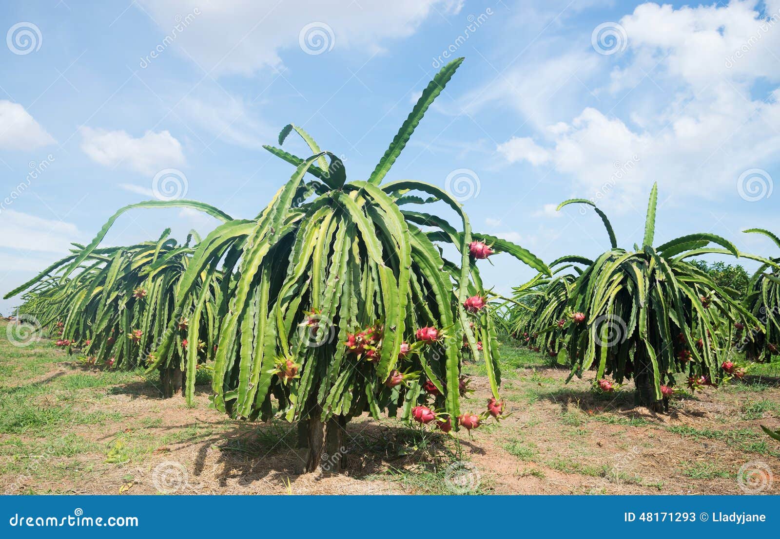 Dragon Fruit Plantation in Vietnam Stock Image - Image of outdoors ...