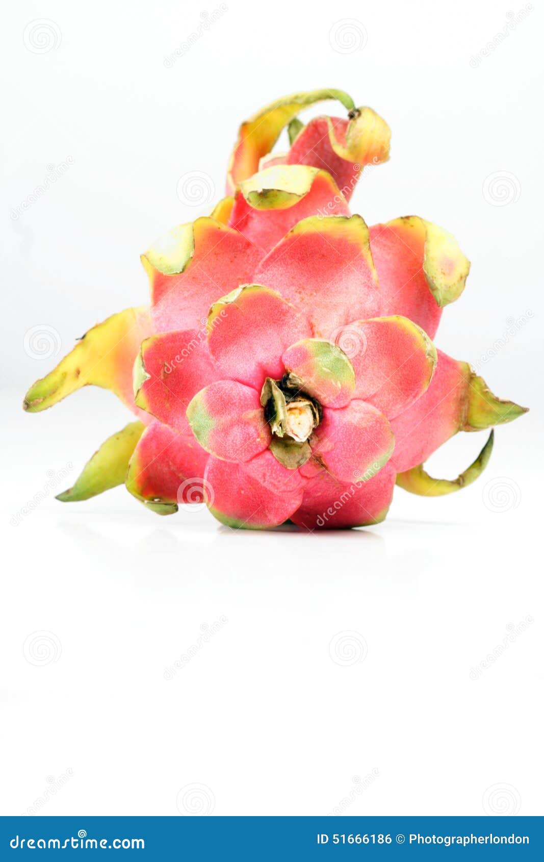 Dragon fruit - studio shot stock photo. Image of delicious - 51666186