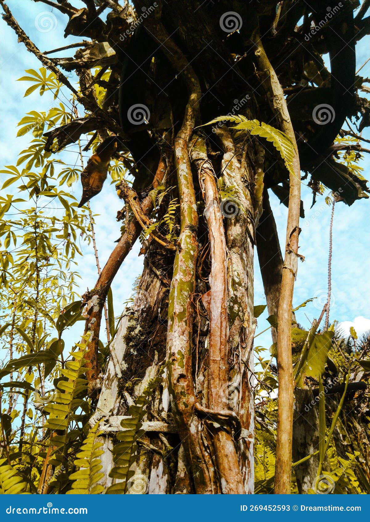 This Dragon Fruit Tree is almost Dead because it Was Attacked by Plant ...