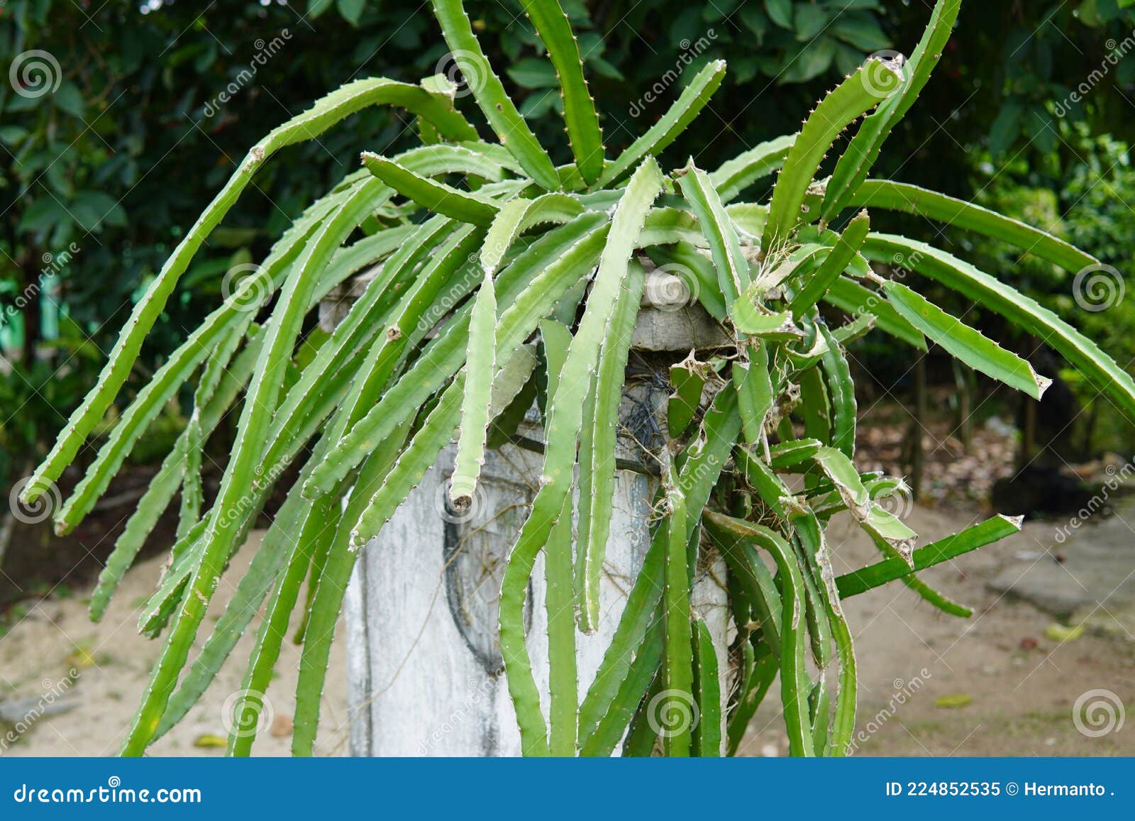 A dragon fruit tree stock image. Image of dragonfruit - 224852535