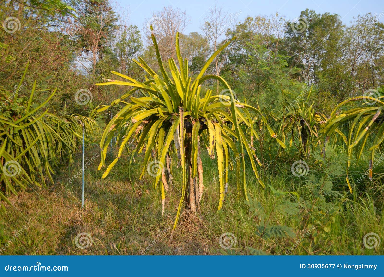 Dragon Fruit Tree stock image. Image of growing, dragon - 30935677
