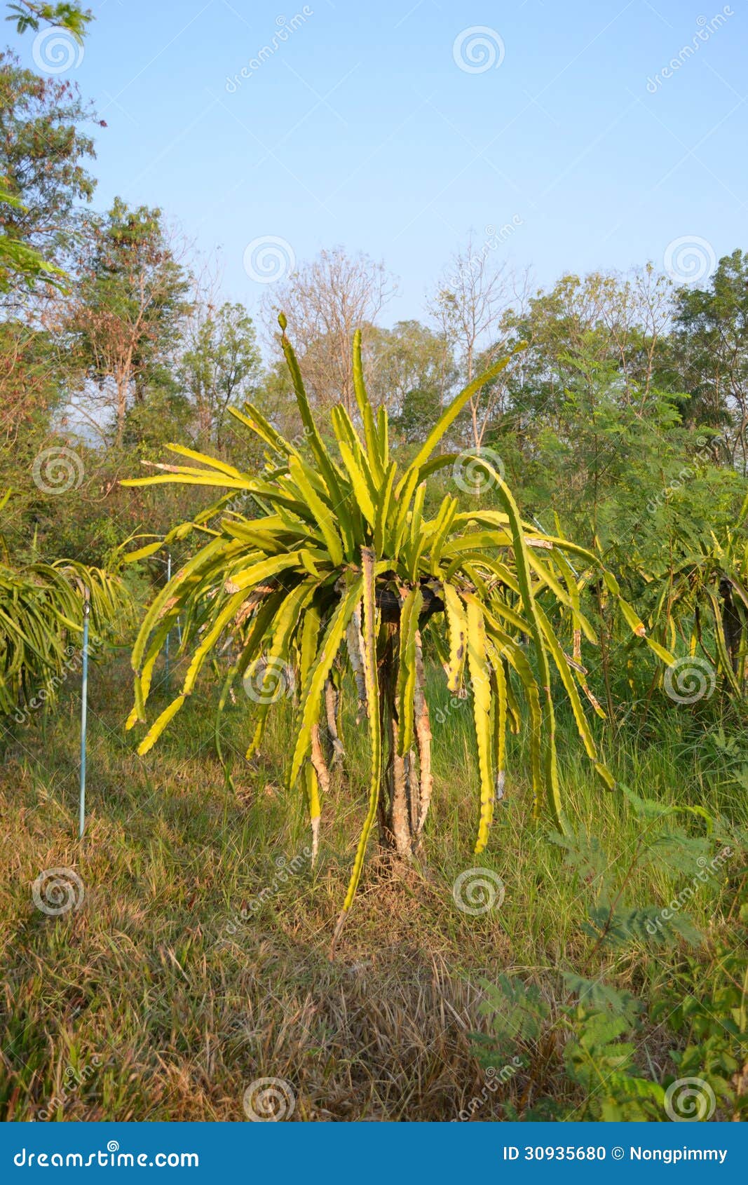 Dragon Fruit Tree stock photo. Image of grow, wild, food - 30935680
