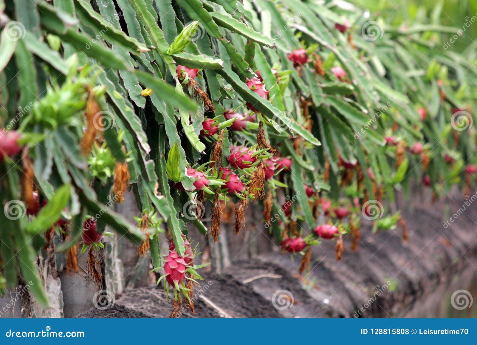Dragon fruit on tree stock photo. Image of sweet, crop - 128815808