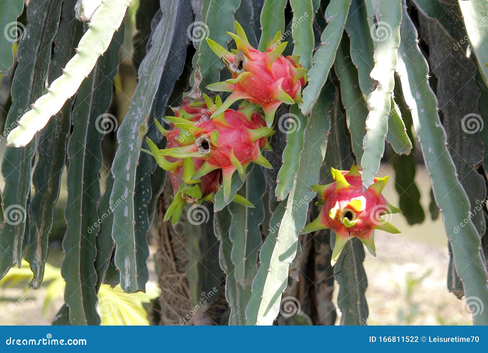 Dragon fruit on tree stock photo. Image of agriculture - 166811522