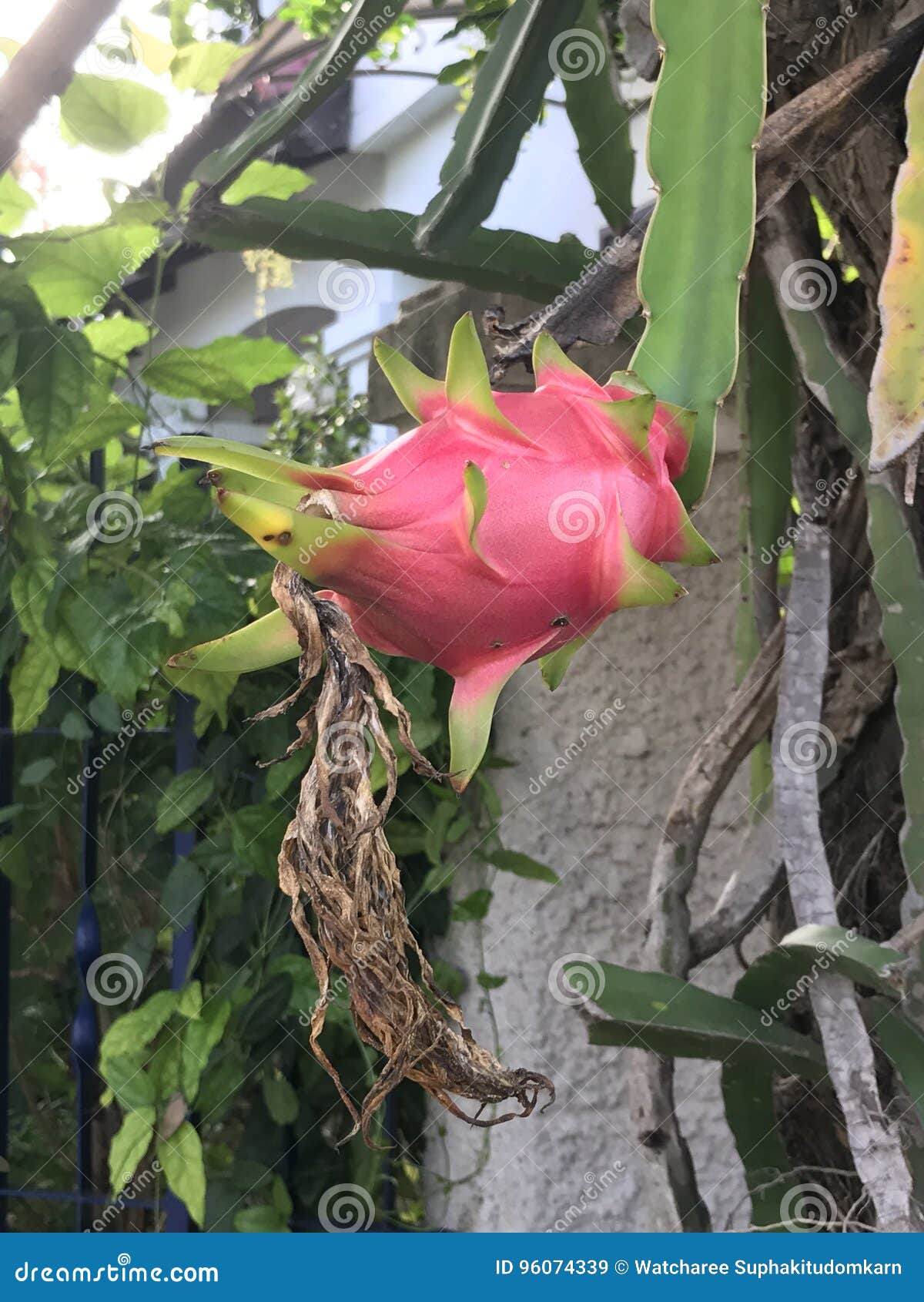 Dragon fruit tree. stock image. Image of food, nutrient - 96074339