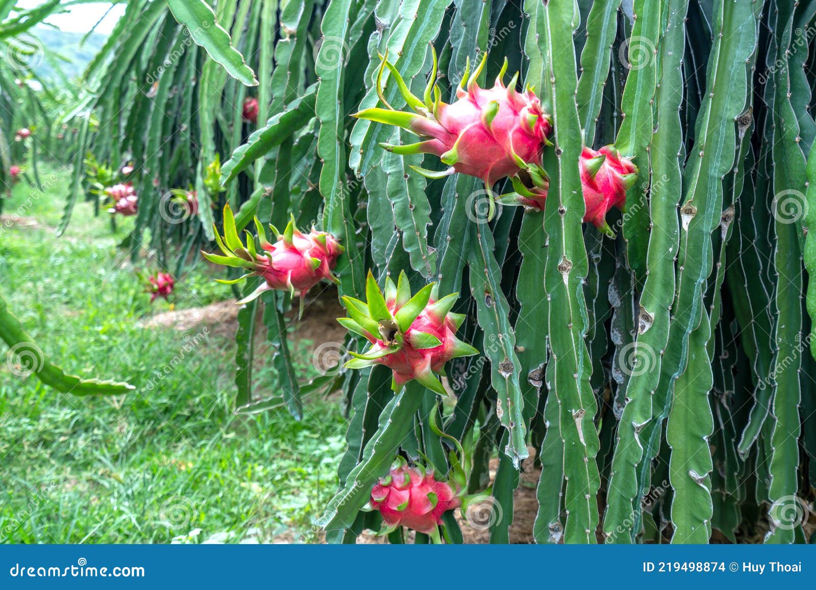 Pitaya Fruit Tree