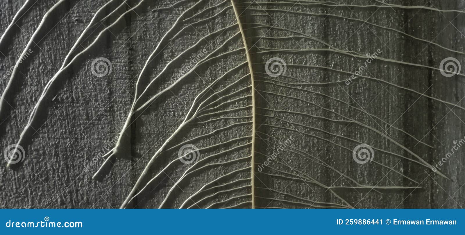 Dragon Fruit Tree Roots that Spread To the Wall Stock Image - Image of ...