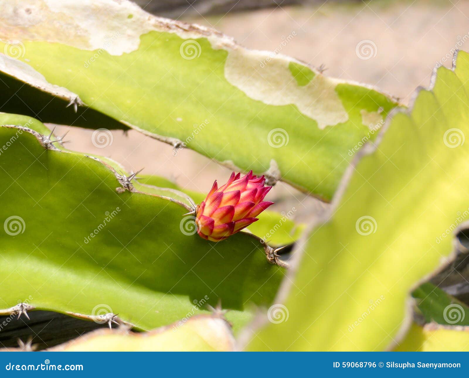 Dragon fruit trees stock photo. Image of tree, path, ripe - 59068796