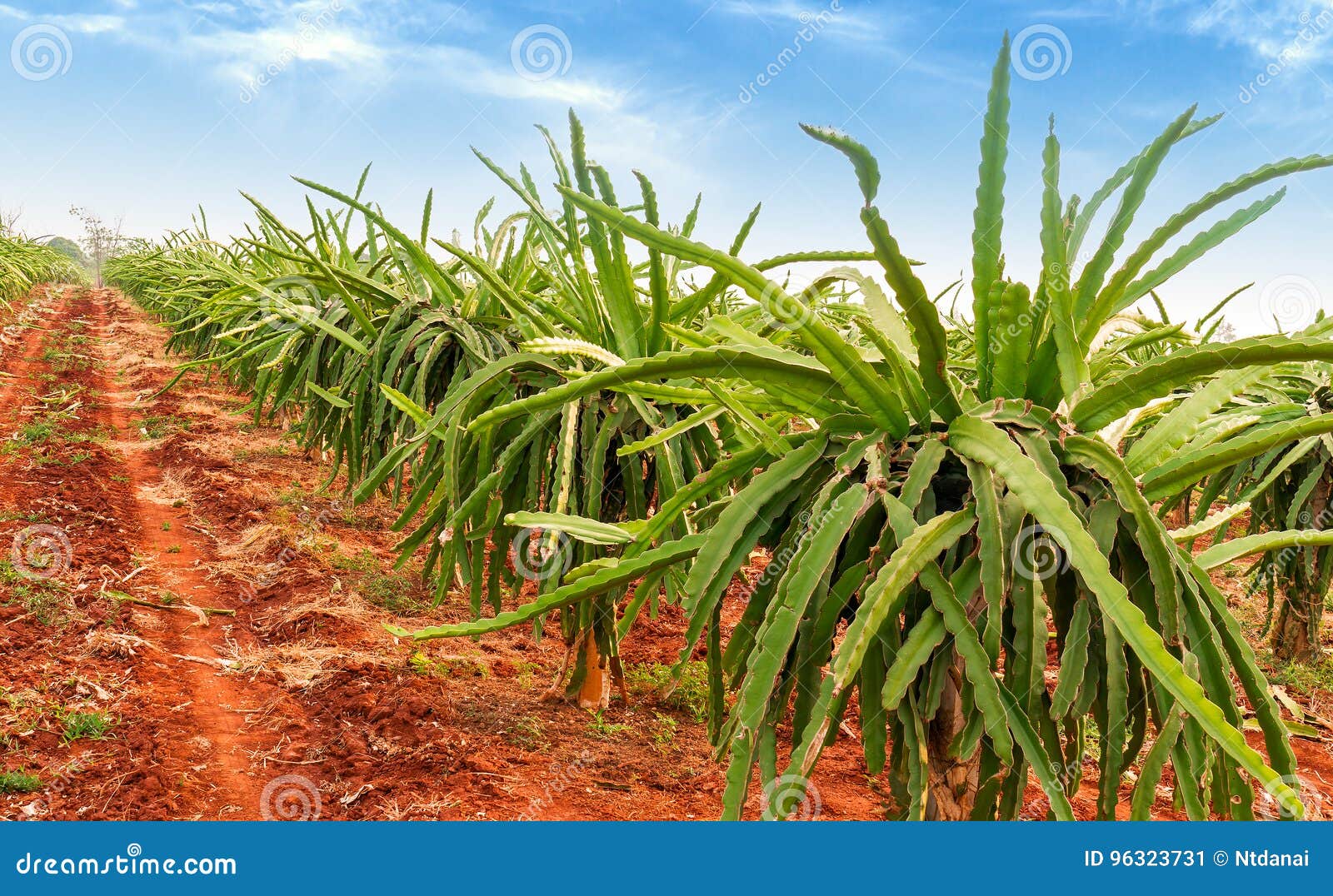 Dragon Fruit Trees at Plantation Stock Image - Image of plant, cloud ...