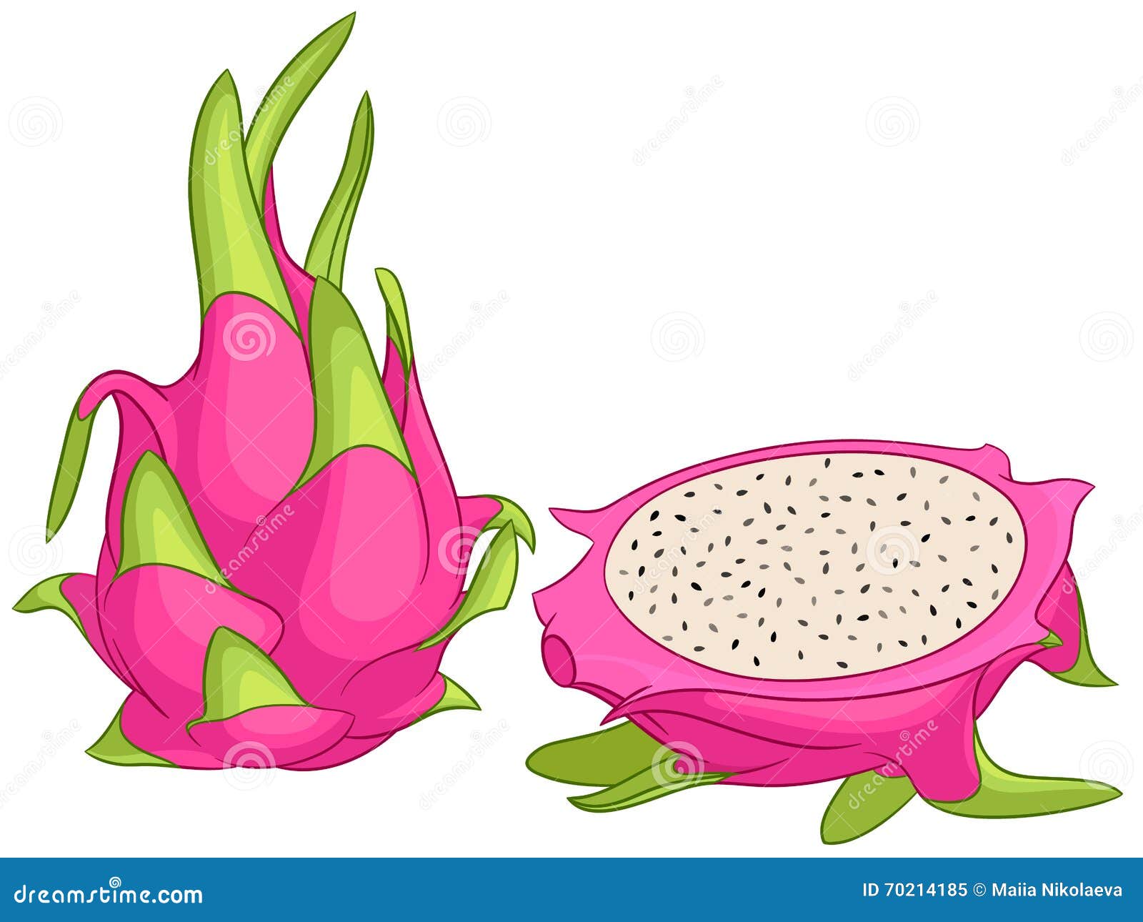 Dragon Fruit Vector Cartoon Vector | CartoonDealer.com #21603681