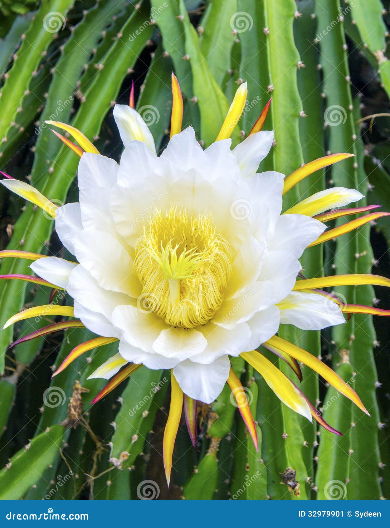 Dragon fruits flower stock image. Image of fresh, fruit - 32979901