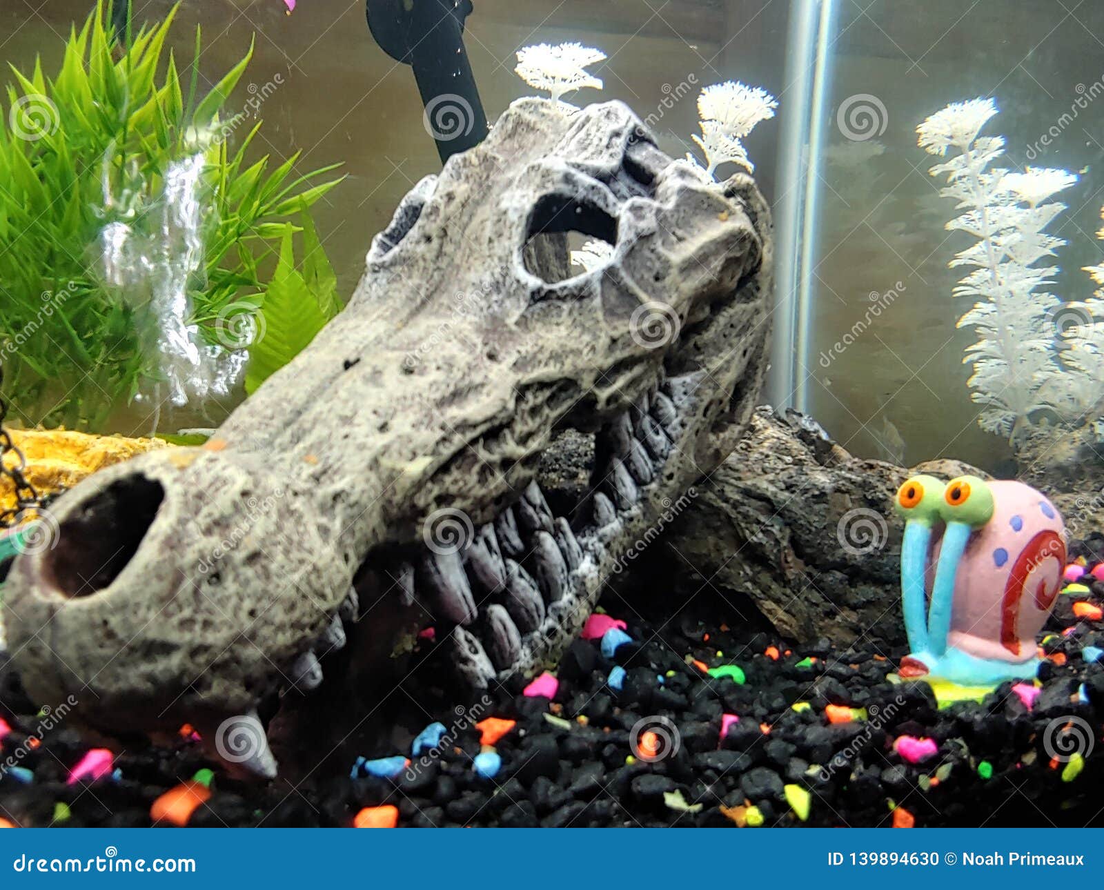 Dragon Gary editorial image. Image of dragon, gary, tank - 139894630