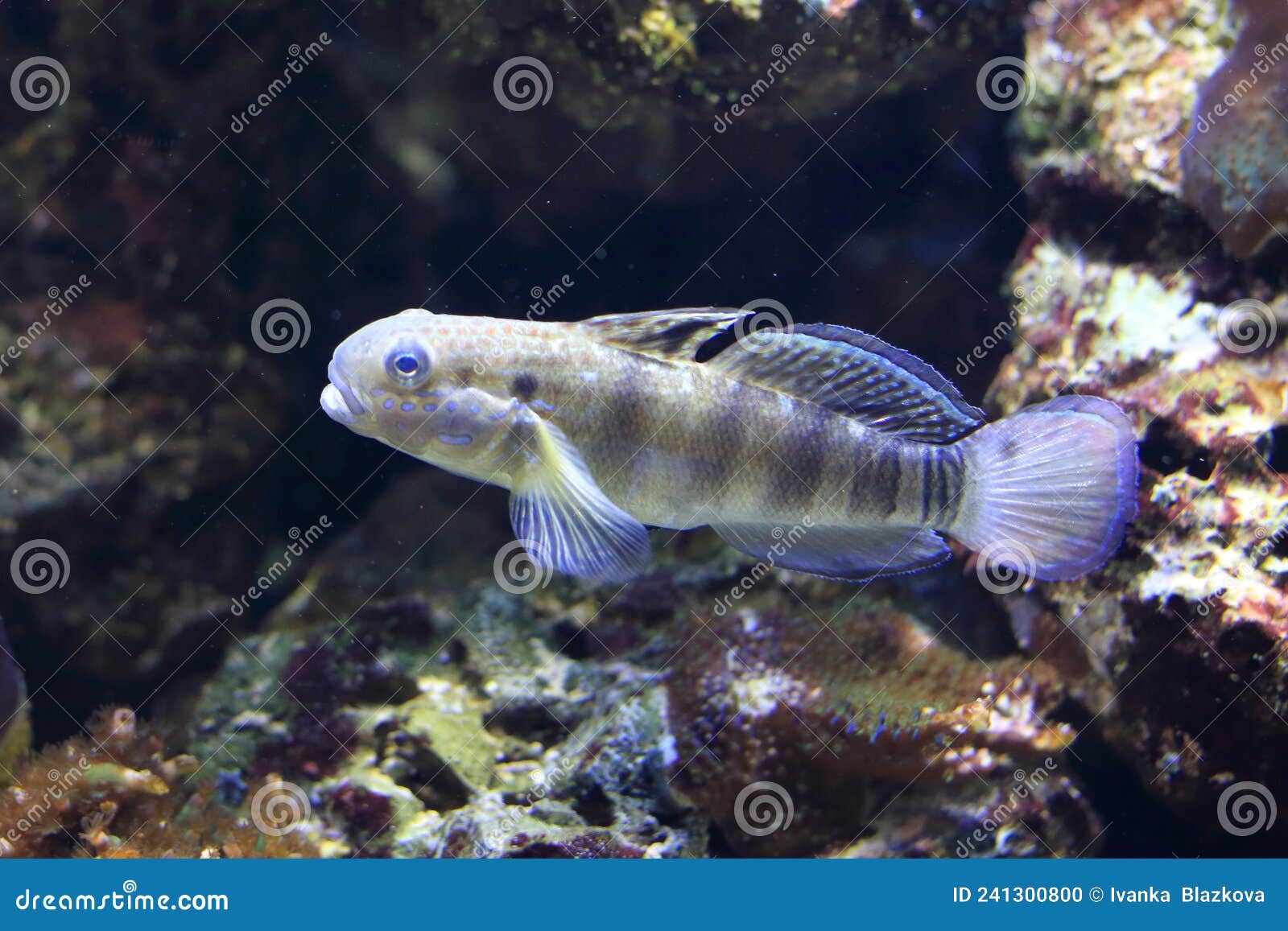 Sleeper Banded Goby, White-barred Goby Amblygobius Phalaena. Royalty ...