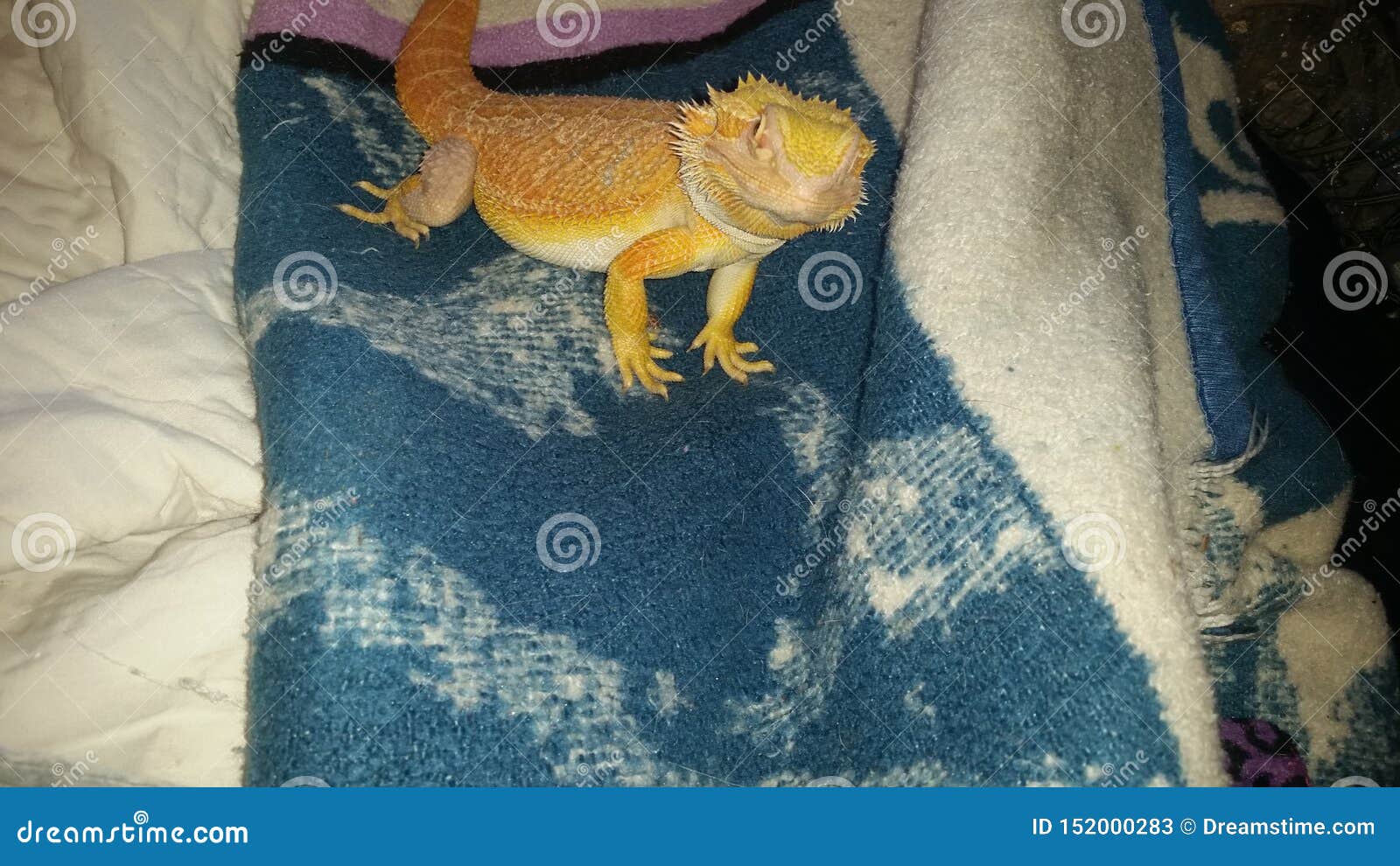 Dragon stock image. Image of handsome, orange, baby - 152000283