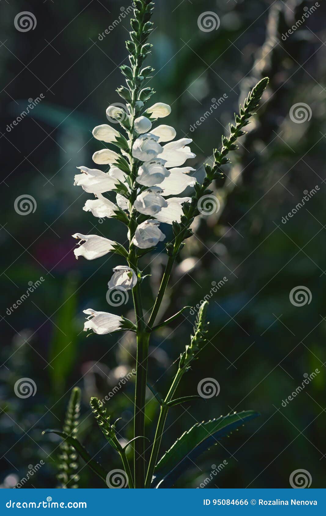 Dragon Head Flower stock photo. Image of nature, outdoors - 95084666