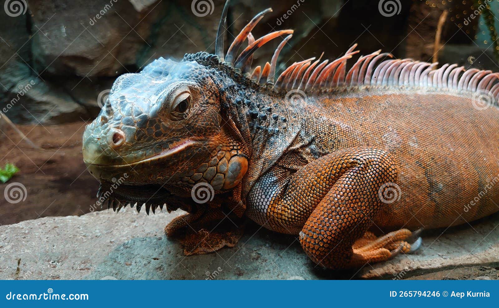 Dragon head iguana stock photo. Image of head, animal - 265794246