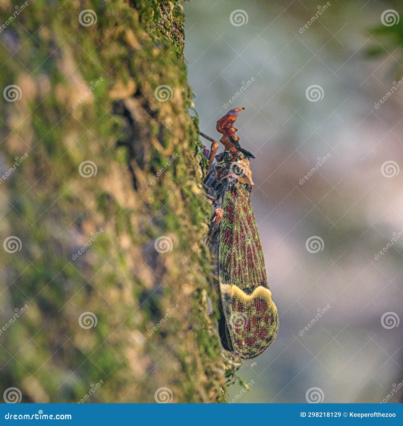 Dragon-headed Bug Sitting on the Side of a Tree Stock Image - Image of ...