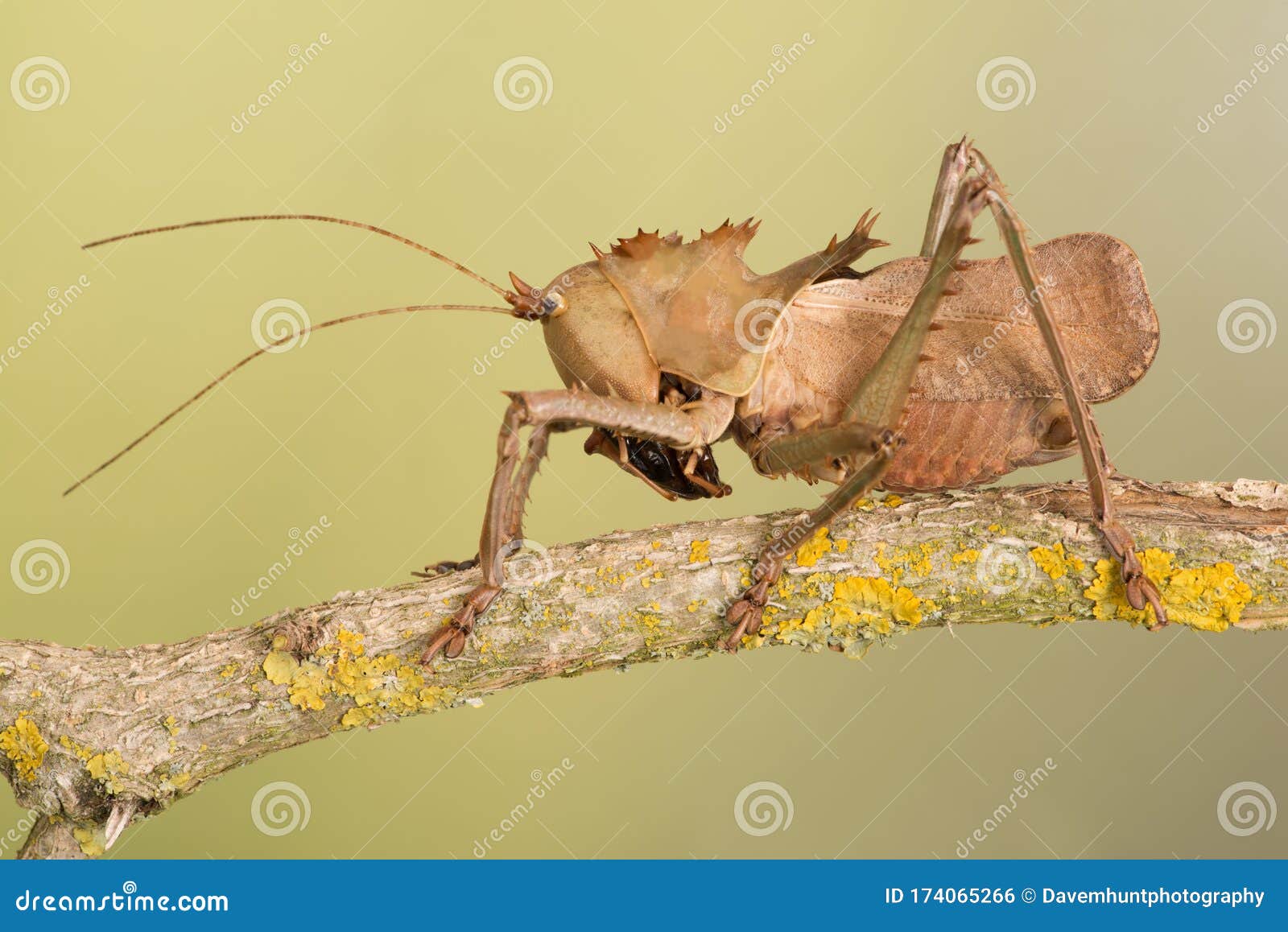 Dragon Headed Katydid, Eumegalodon Blanchardi Stock Photo - Image of ...