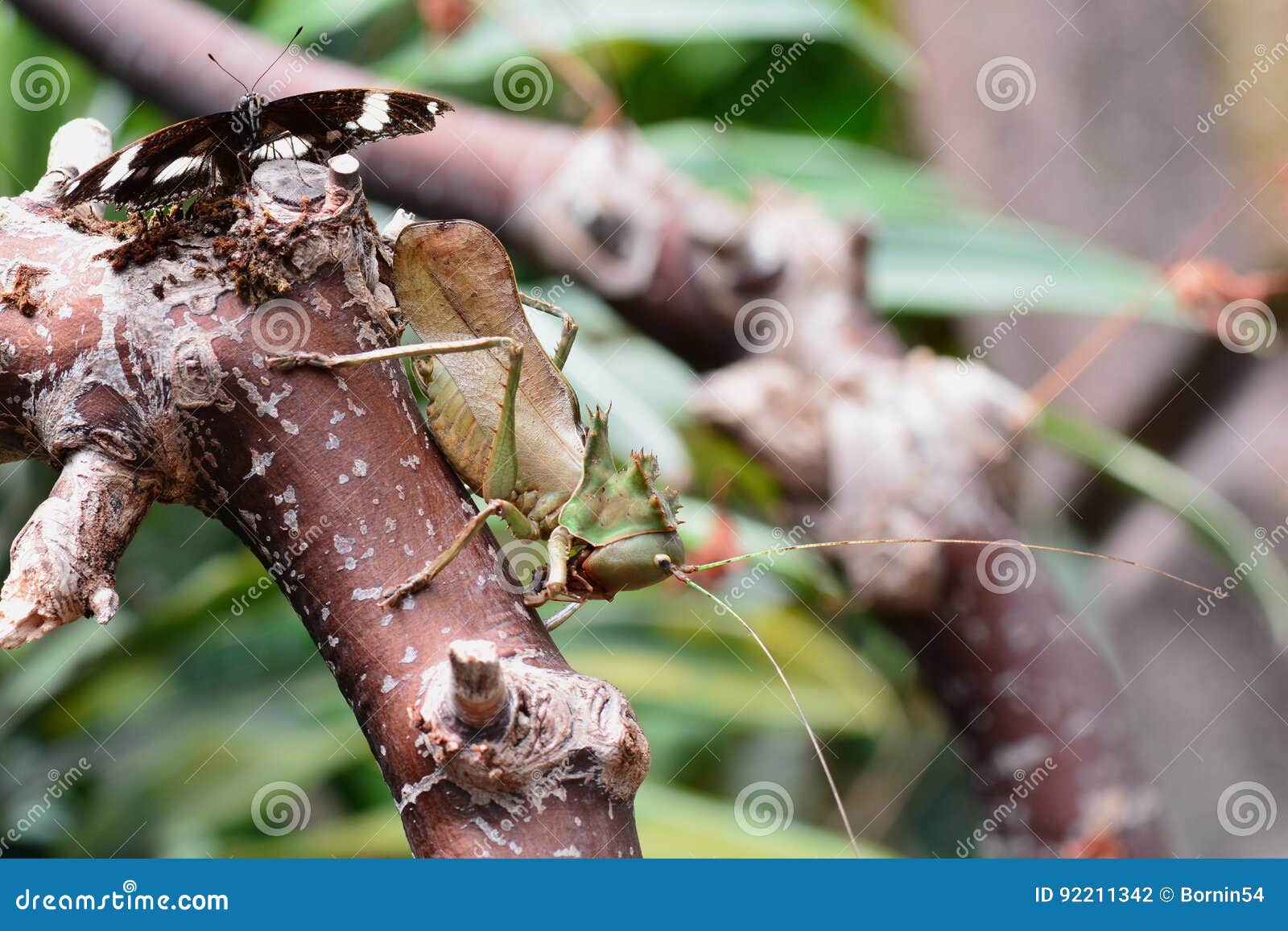 Dragon- headed Katydid stock photo. Image of headed, entomology - 92211342