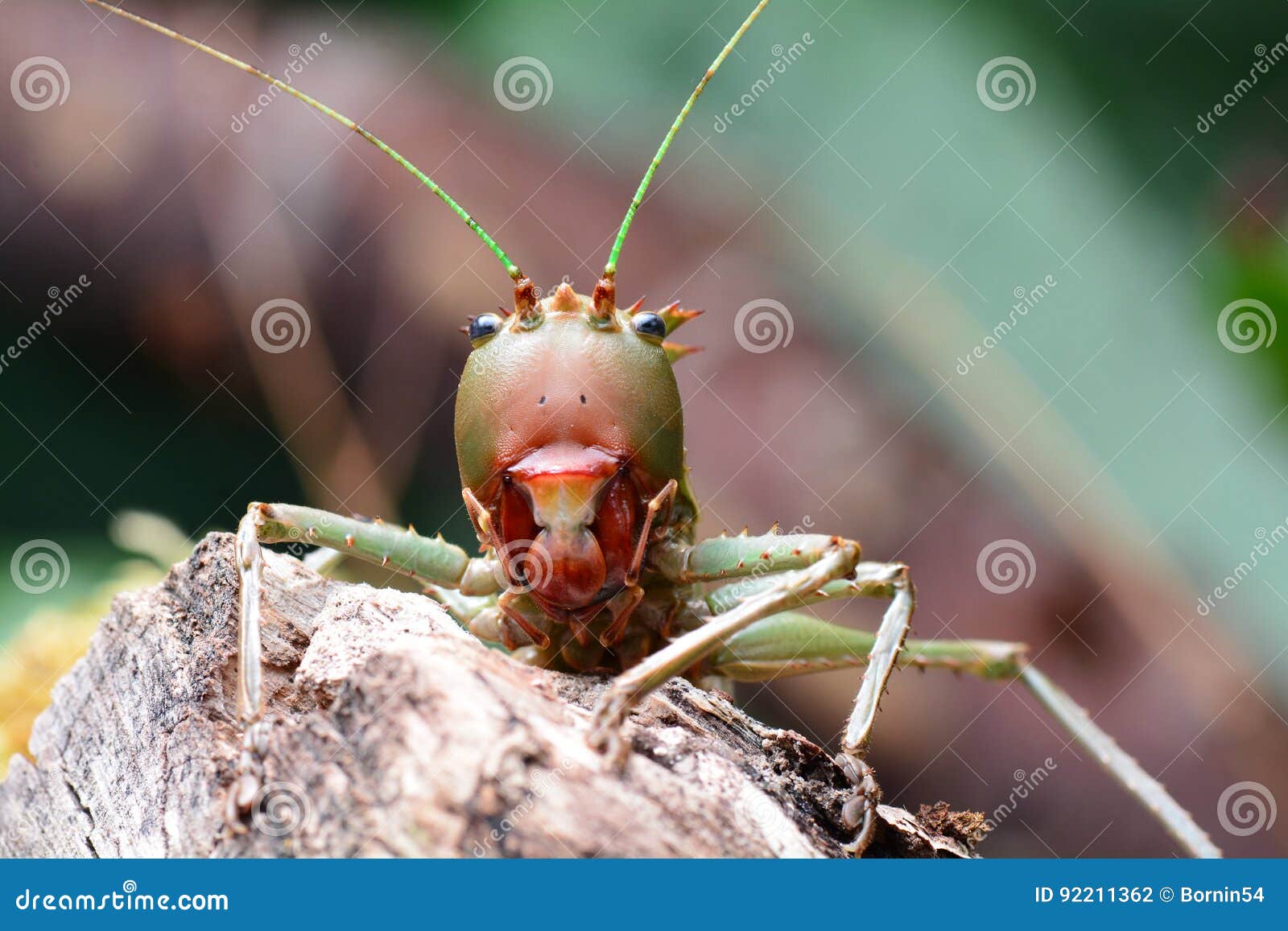 Dragon- headed Katydid stock photo. Image of malaysia - 92211362