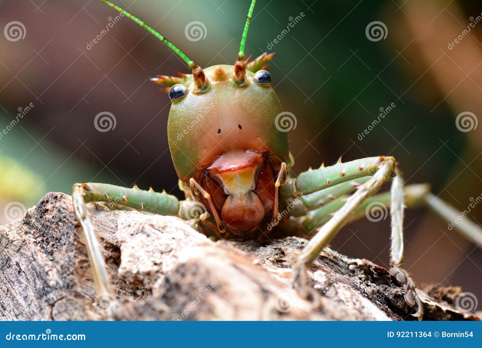 Dragon- headed Katydid stock photo. Image of theme, malaysia - 92211364