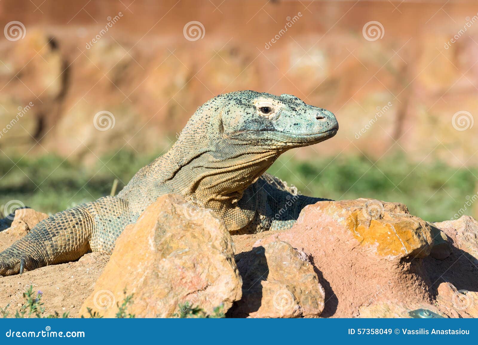 Dragon of komodo portrait. stock image. Image of beautiful - 57358049