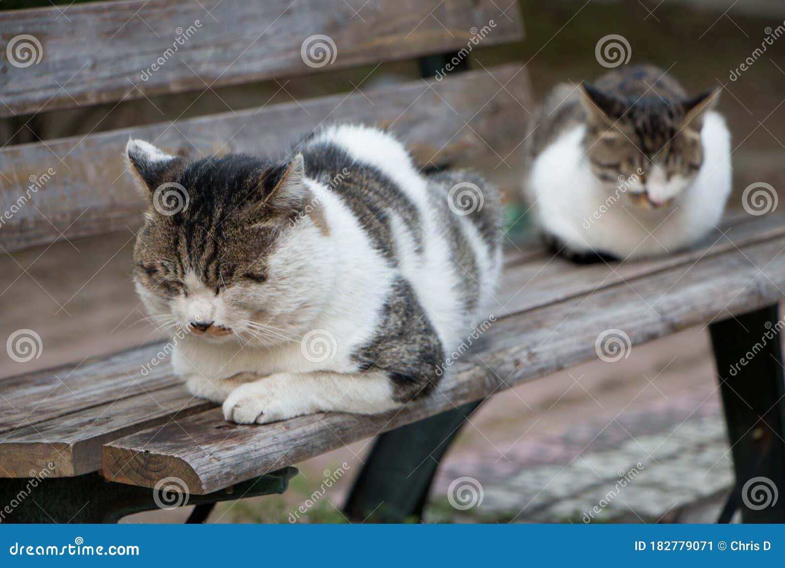 Dragon Li Cat stock image. Image of folklore, featured - 182779071 Dragon Li Cat stock image. Image of folklore, featured - 182779071