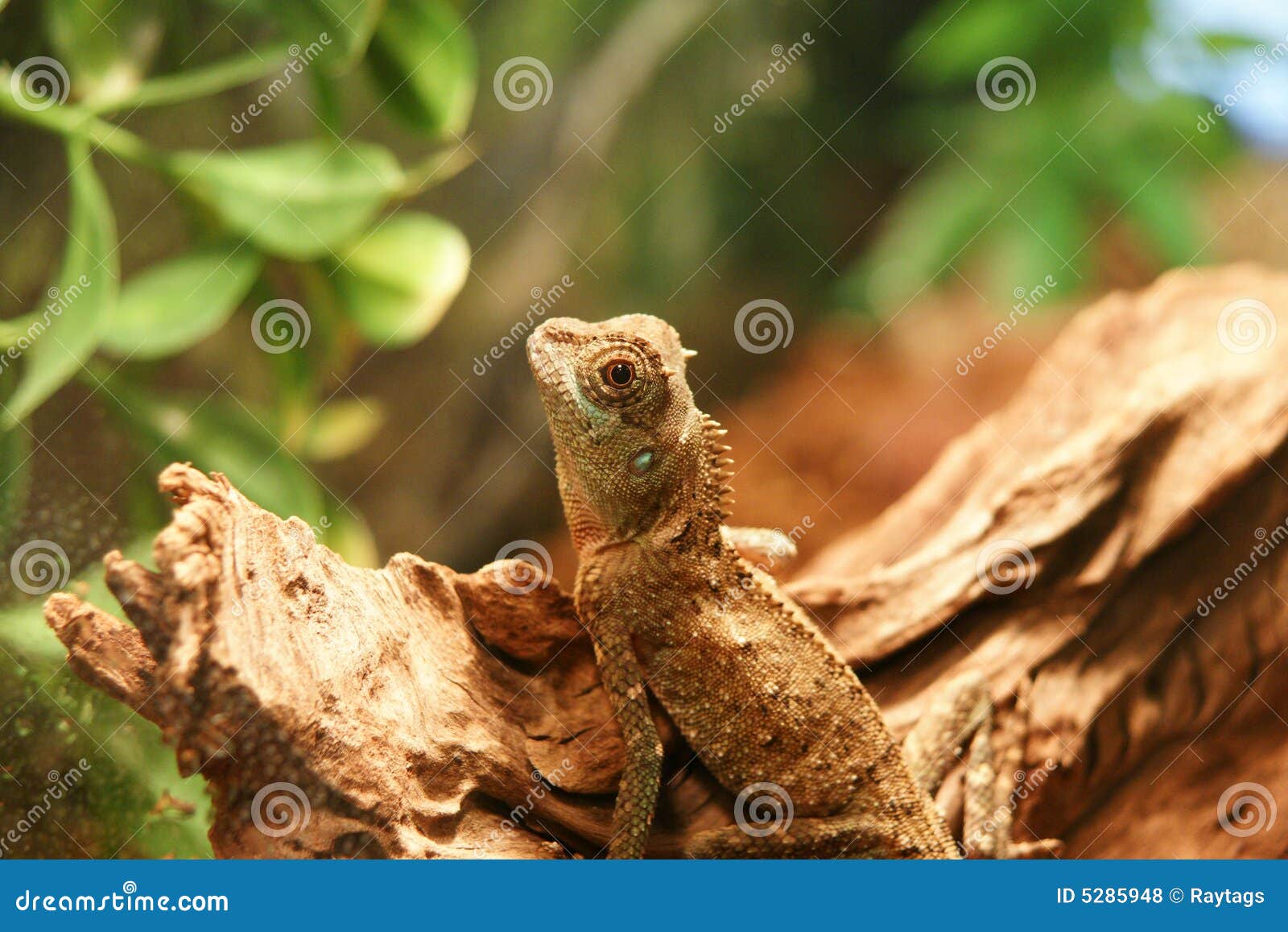 Dragon lizard stock photo. Image of wild, brun, amphibien - 5285948